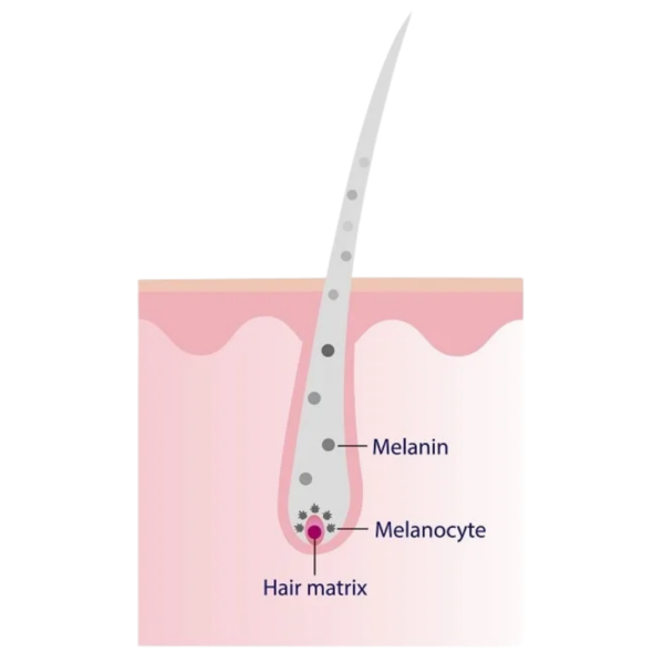 Pulled a Grey Hair? Here’s What Really Happens Next! - De Arte Hair Studio